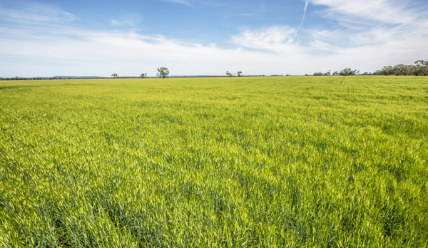 Preserving the legacy of Green Grove Farm